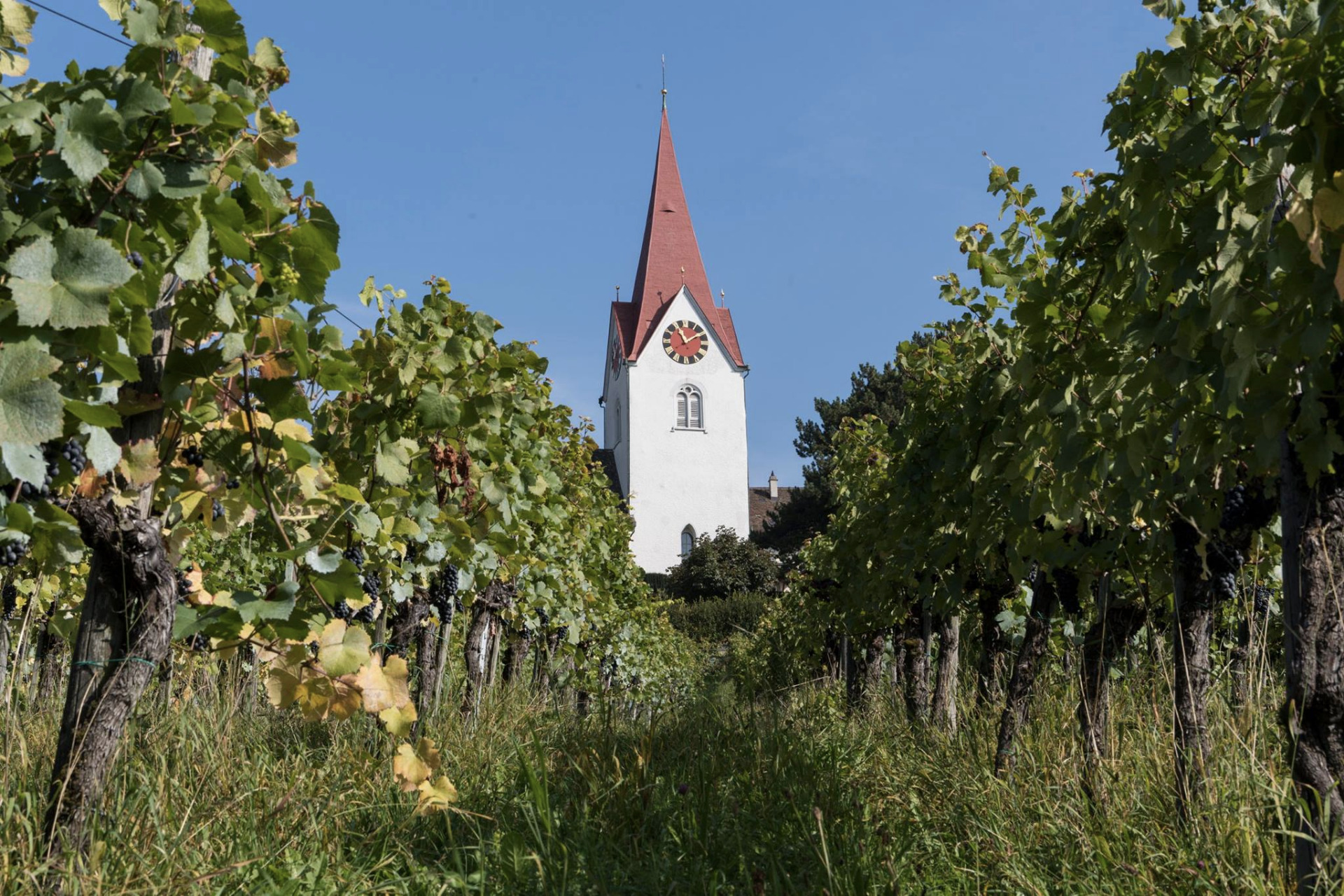 Städtischer Rebberg Höngg - Stadtmagazin für Höngger und Wipkinger und ...